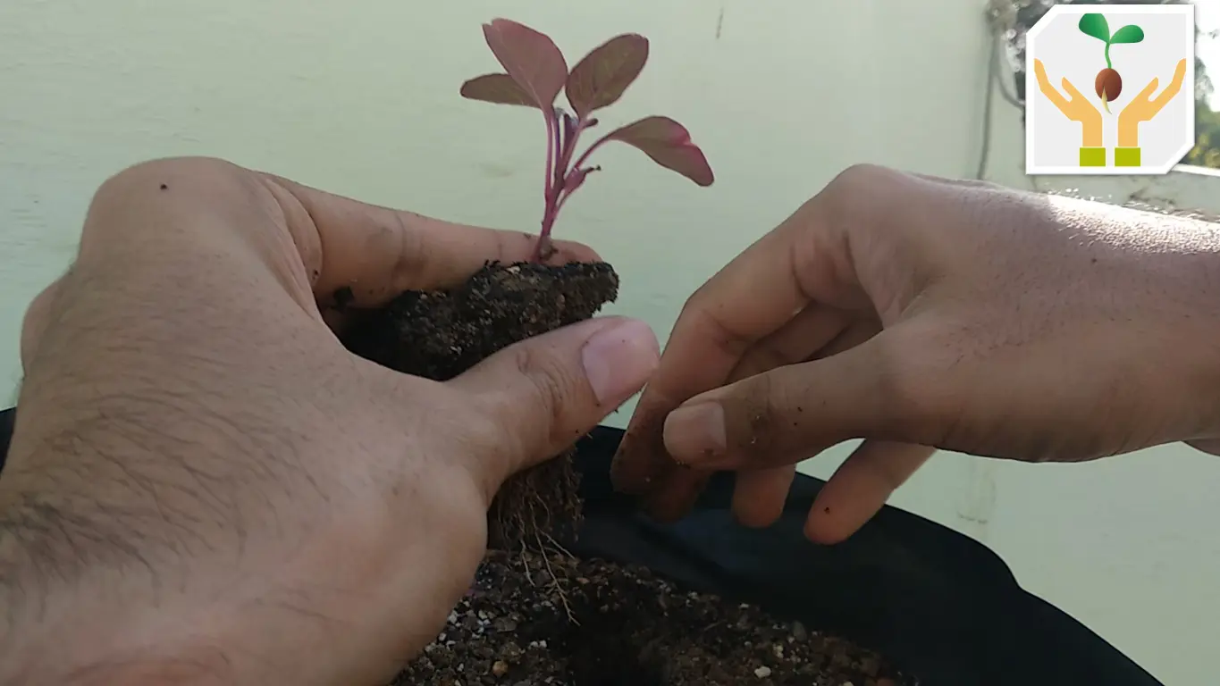 How to Transplant Seedlings - Plants My Love